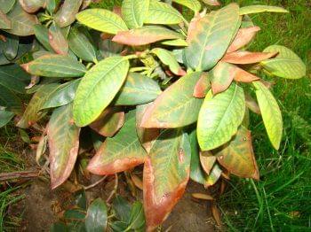 Rododendron - choroby, zwalczanie, oryski - Forum Ogrodnicze